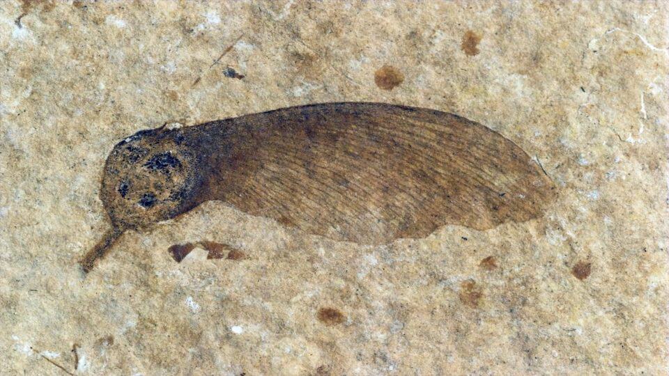 How Winged Seeds Have Shaped The World For Millions Of Years