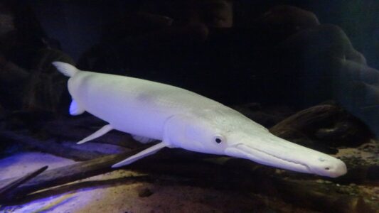 The Alligator Gar That Swam With Dinosaurs 100 Million Years Ago