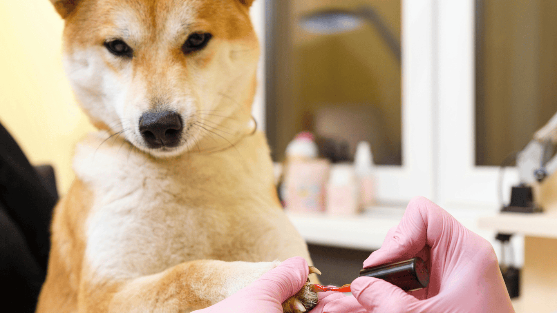 10 Luxury Hotel Pet Amenities to Spoil Your Dog on Vacation - Animals ...