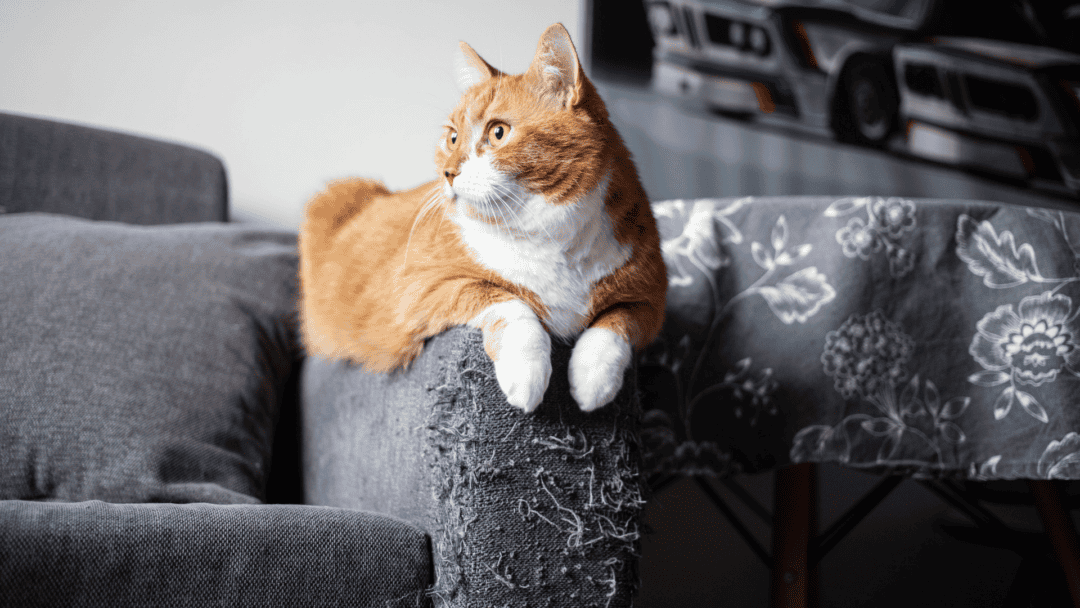 The Secret to Stopping Your Cat From Scratching Your Furniture—What ...