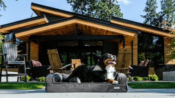 10 Luxury Hotel Pet Amenities to Spoil Your Dog on Vacation - Animals ...