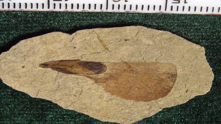 How Winged Seeds Have Shaped The World For Millions Of Years