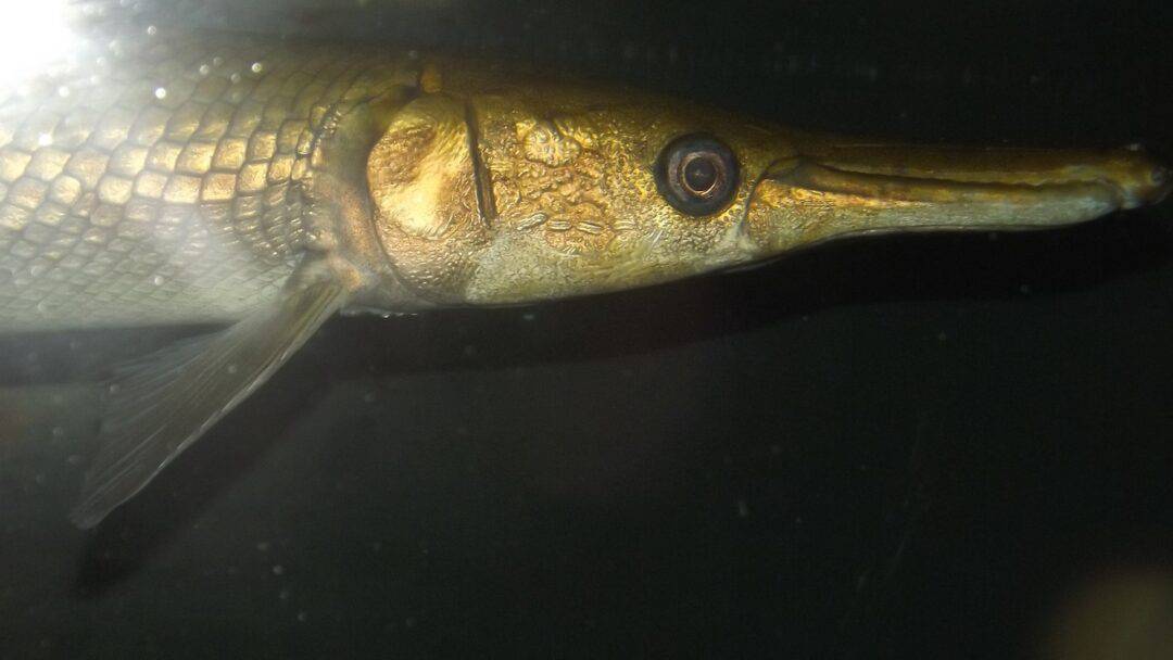 The Alligator Gar That Swam With Dinosaurs 100 Million Years Ago