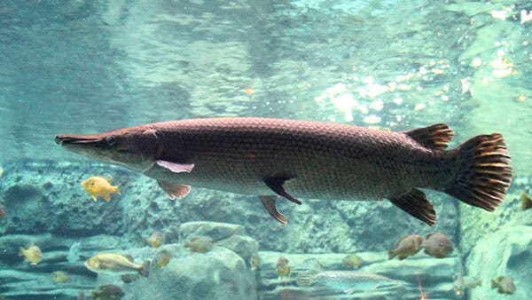 The Alligator Gar That Swam With Dinosaurs 100 Million Years Ago