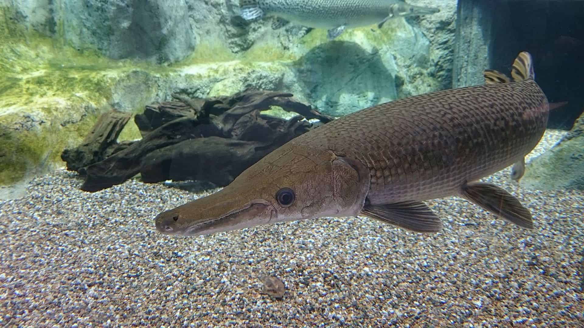 What Lurks Beneath: The Creepiest Creatures of the Gulf Coast
