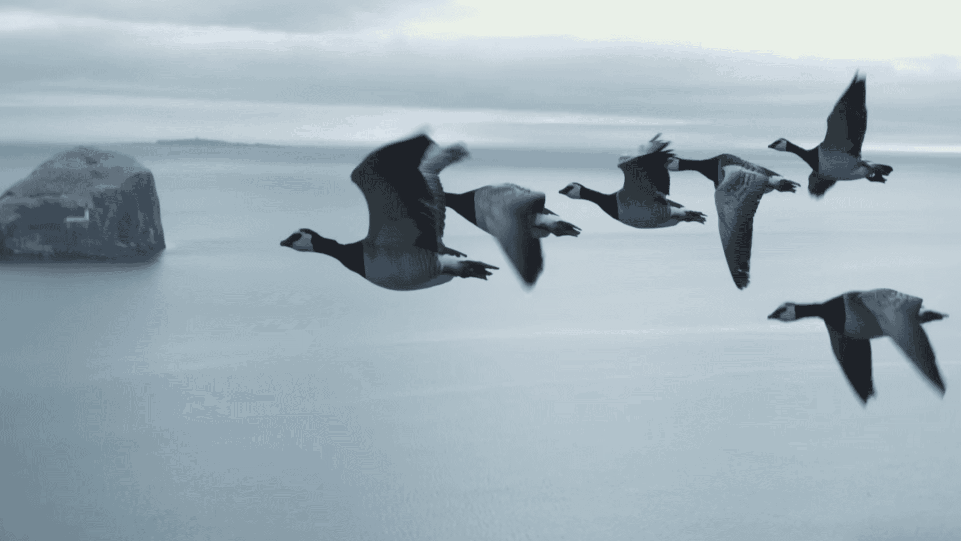 How Extreme Weather Affects Animal Migration Patterns - Animals Around ...