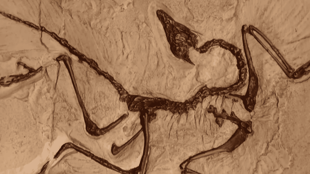 The Dinosaur Fossils That Changed Our Understanding of Prehistory ...