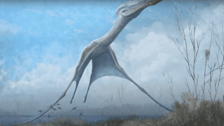 Dracula The Largest Flying Dinosaur From 66 Million Years Ago