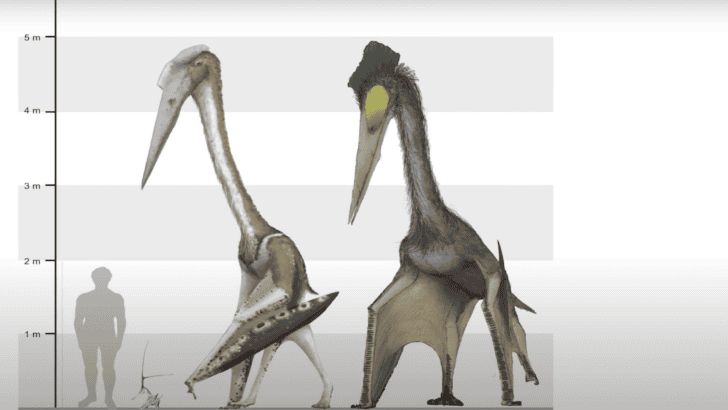 Dracula The Largest Flying Dinosaur From 66 Million Years Ago
