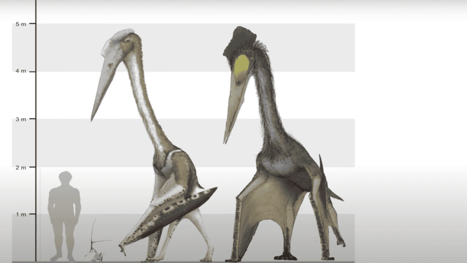 Dracula The Largest Flying Dinosaur From 66 Million Years Ago
