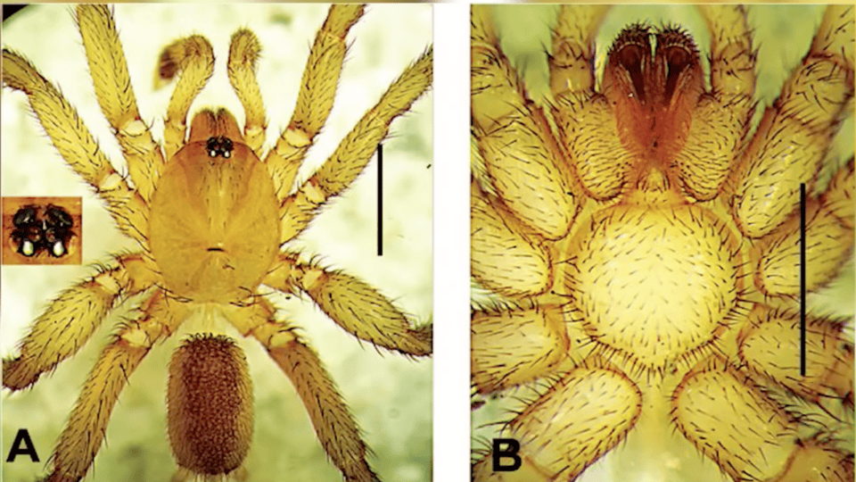 Giant Fossil Spider from Millions of Years Ago Found in Australia