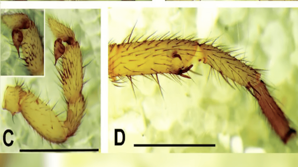 A 100-Million-Year-Old Spider Was Found
