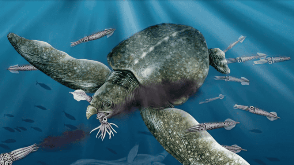 The Giant Prehistoric Turtle From 80 Million Years Ago