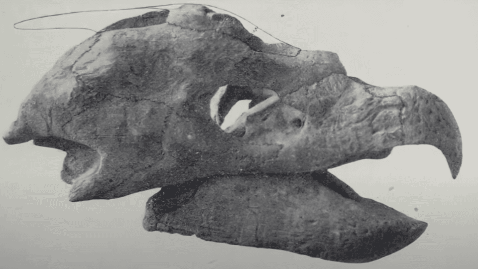 The Giant Prehistoric Turtle From 80 Million Years Ago