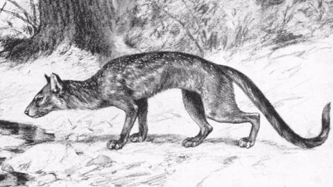 How Paleolithic Dogs Have Been Man's Best Friend Forever