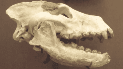How Paleolithic Dogs Have Been Man's Best Friend Forever