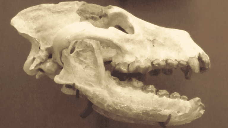 How Paleolithic Dogs Have Been Man's Best Friend Forever