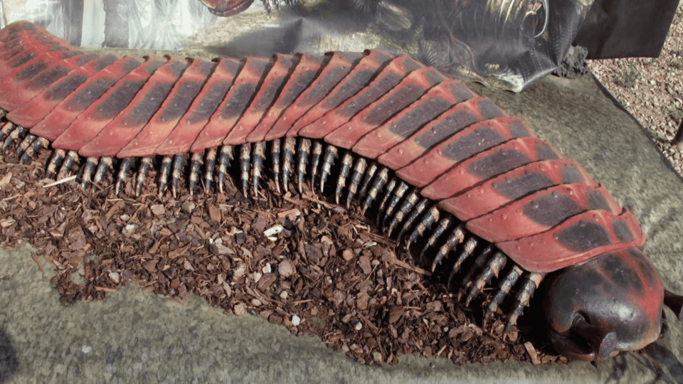 Giant Millipede From 340 Million Years Ago Was The Size Of A Car