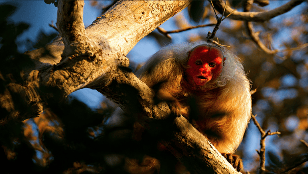 12 Rare Creatures Spotted in the Amazon - Animals Around The Globe