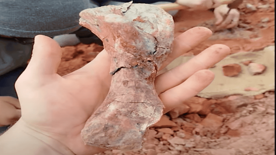 237 Million Year Old Fossil In Brazil Is Older Than Dinosaurs