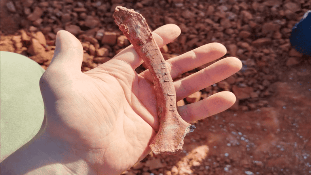 237 Million Year Old Fossil In Brazil Is Older Than Dinosaurs