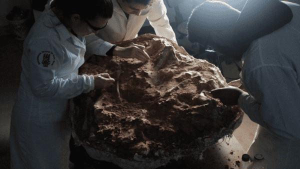 237 Million Year Old Fossil In Brazil Is Older Than Dinosaurs