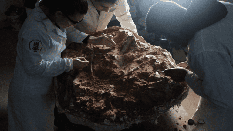 237 Million Year Old Fossil In Brazil Is Older Than Dinosaurs
