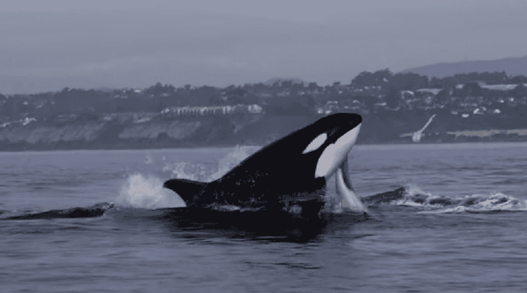 The Largest Orca Ever To Be Spotted
