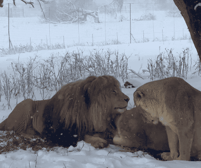 South Africa’s Lions Wander Through Snow After Rare Storm Leaves ...