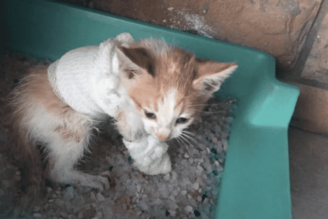 Kitten Found Trapped In a Forklift Makes A Miraculous Recovery ...