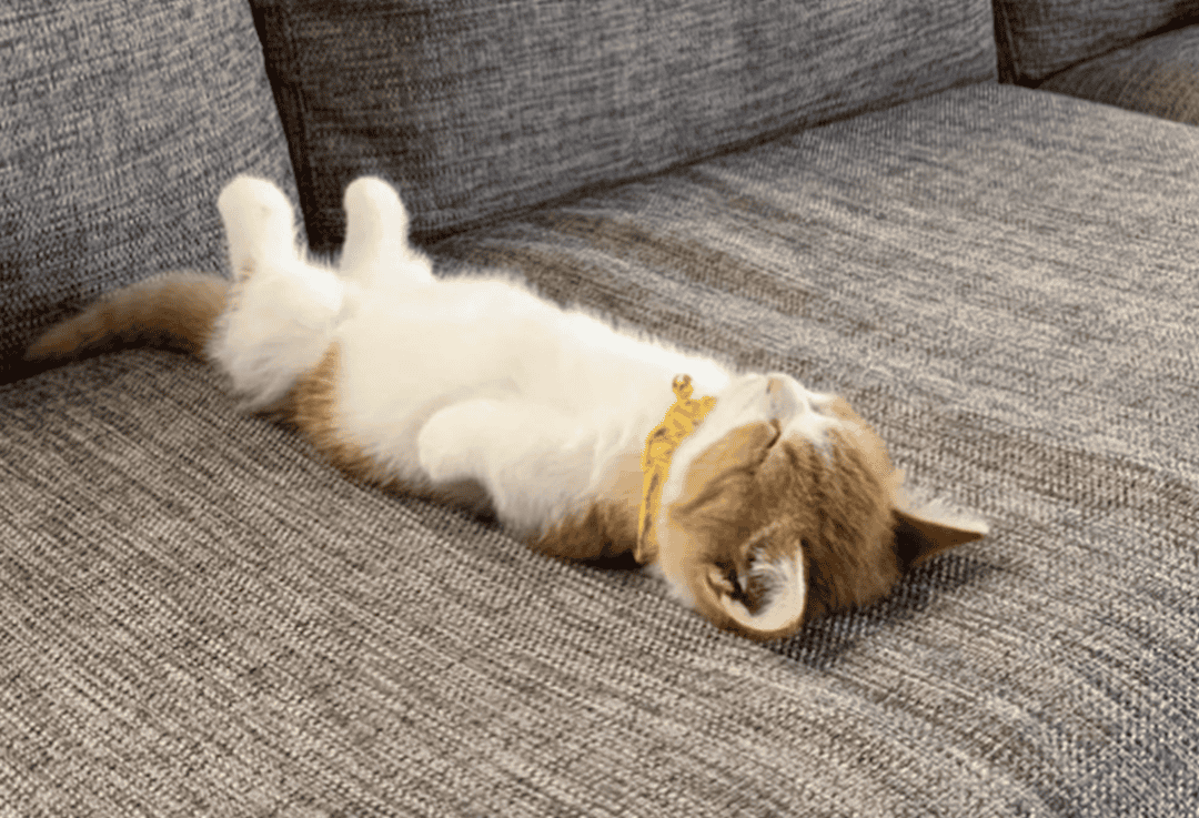 Meet Chata, the Adorable Kitten with a Unique Sleeping Style Taking ...