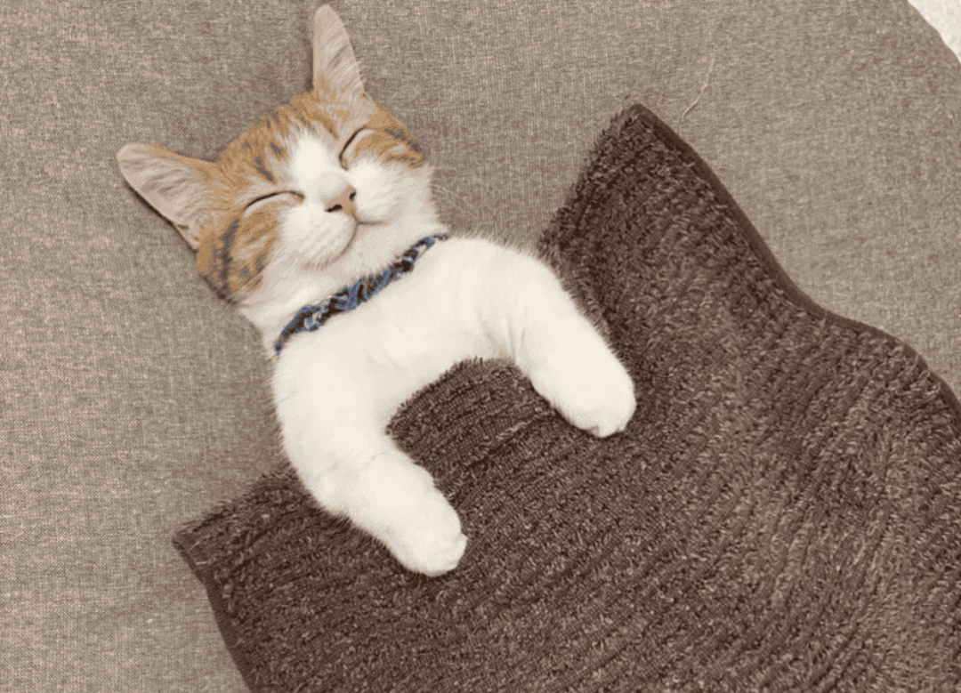 Meet Chata, the Adorable Kitten with a Unique Sleeping Style Taking ...