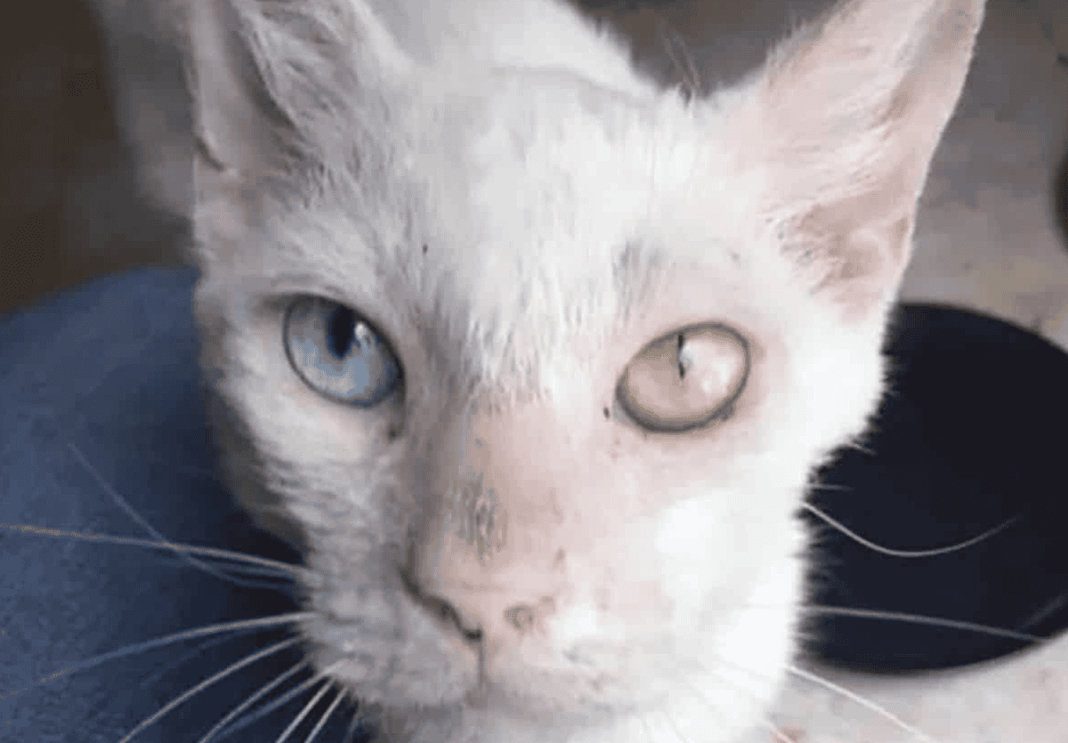 A Cat Covered In Mange Finally Opens Its Eyes And Surprises Everyone ...