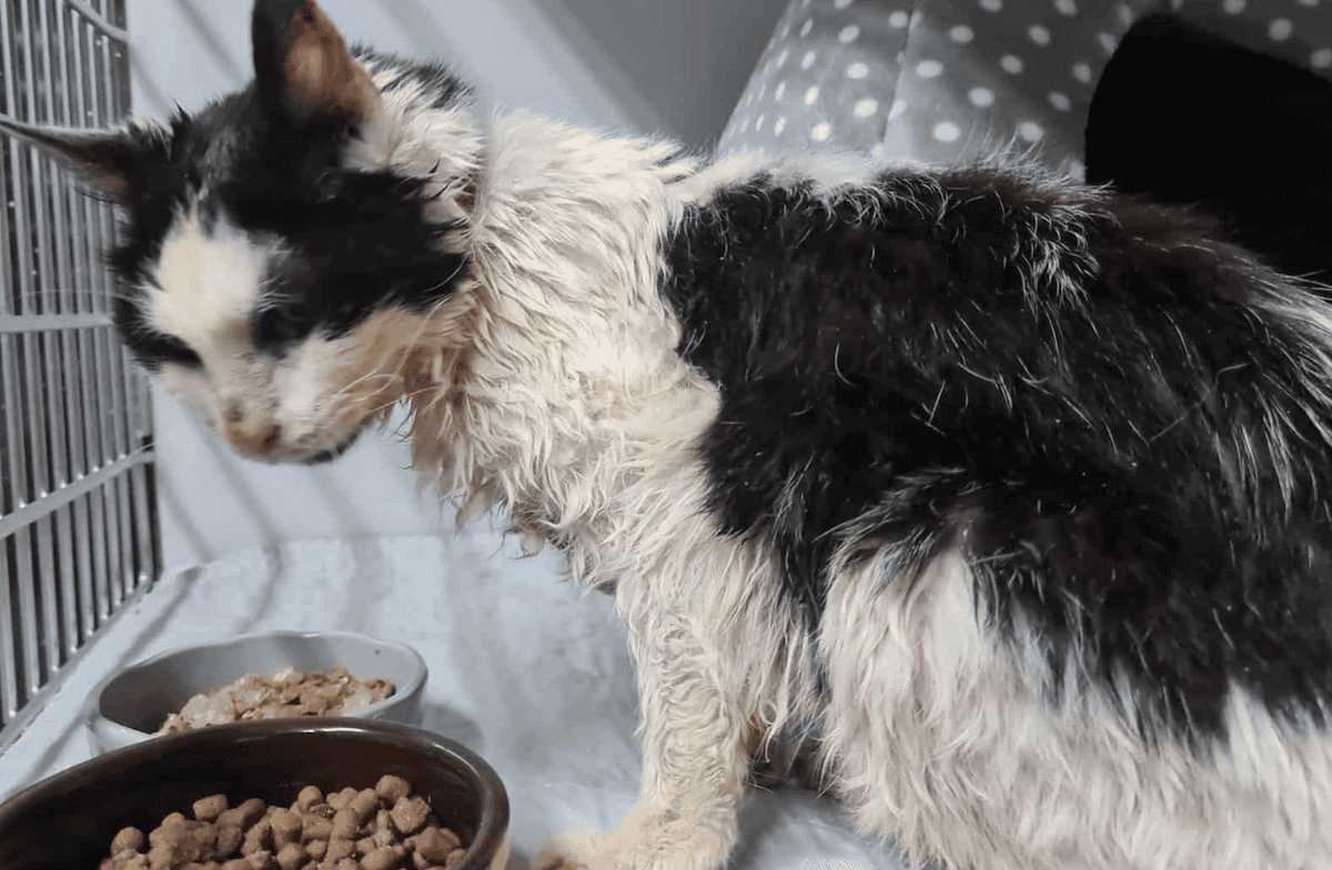 Heartwarming Long-Awaited Reunion Between Pet And Owners After Nearly ...