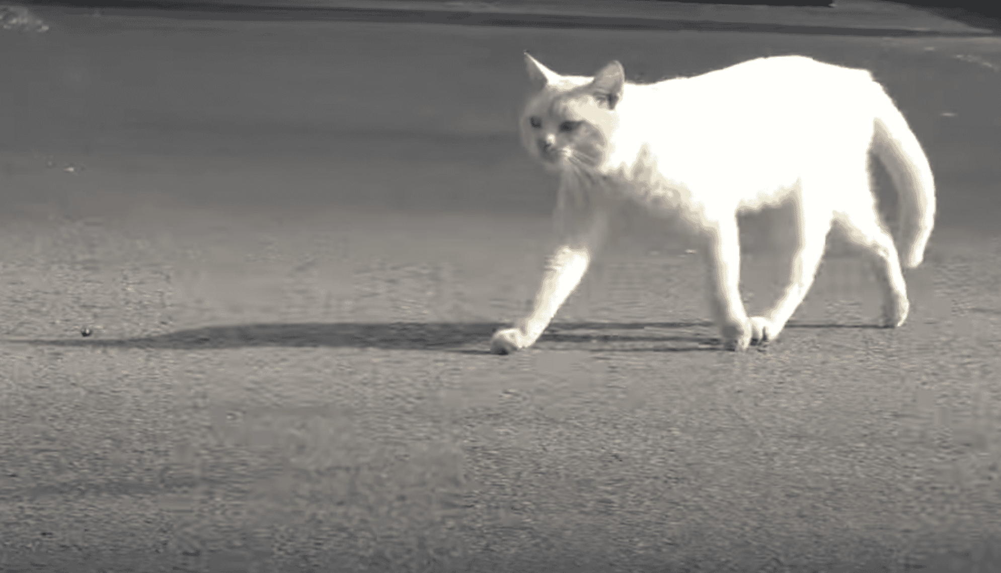 Abandoned Stray Cat Goes From the Streets to Travelling the World With ...