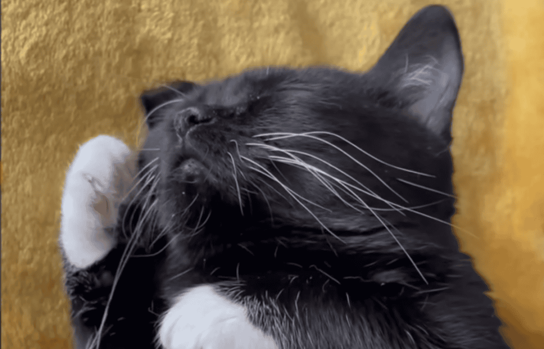 Meet Fig, the Adorable Cat Who Will Always Be Kitten-Sized - Animals ...