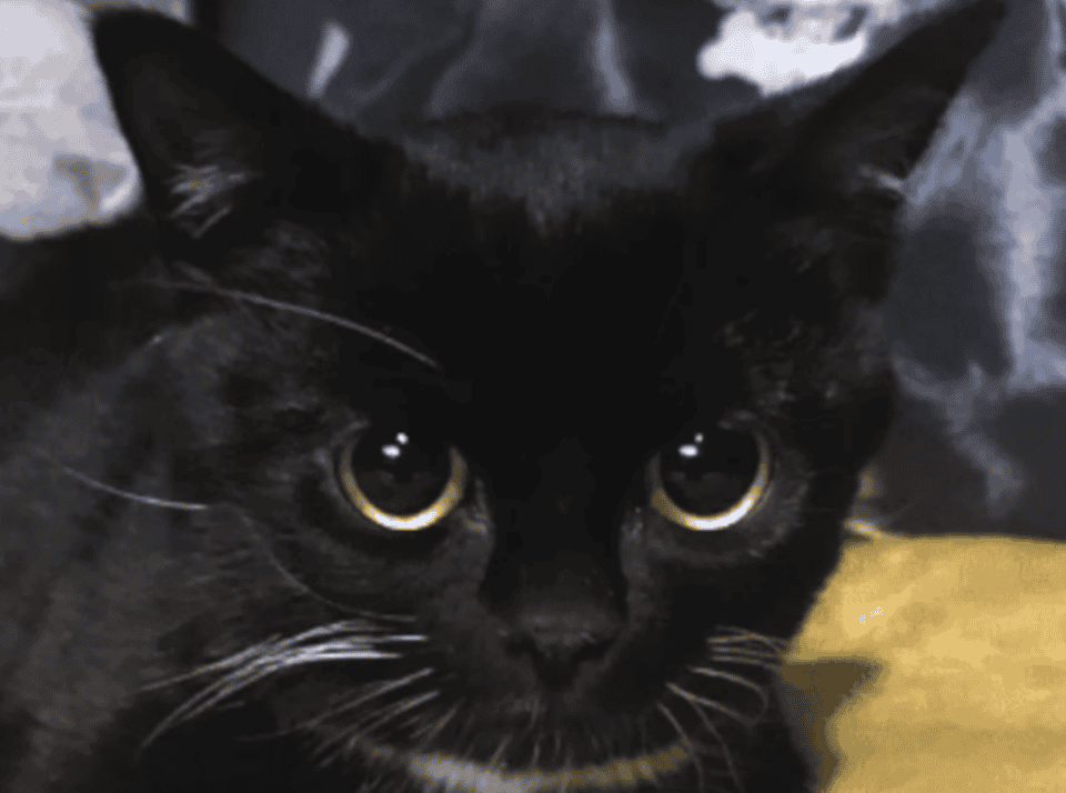 Meet Fig, the Adorable Cat Who Will Always Be Kitten-Sized - Animals ...
