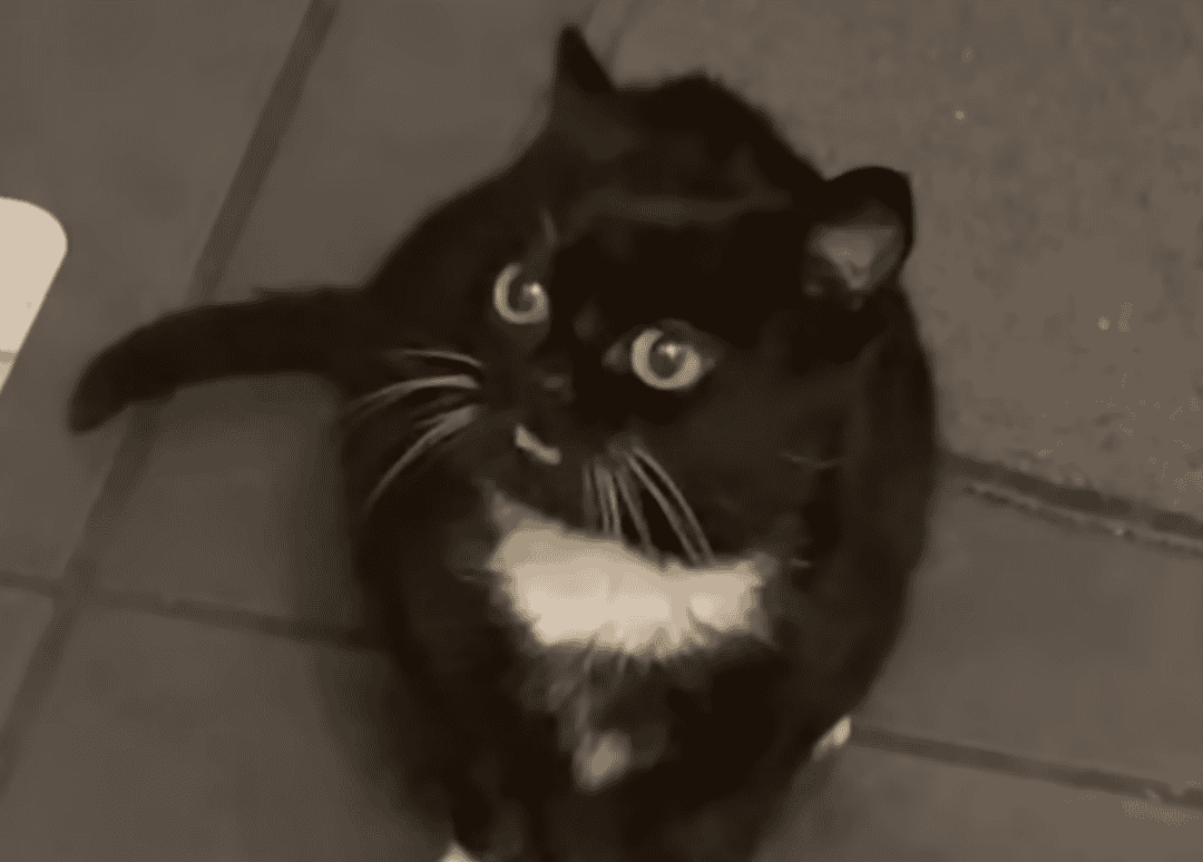 Meet Fig, the Adorable Cat Who Will Always Be Kitten-Sized - Animals ...