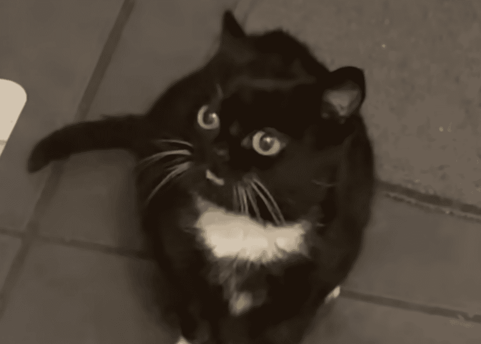 Meet Fig, the Adorable Cat Who Will Always Be Kitten-Sized - Animals ...