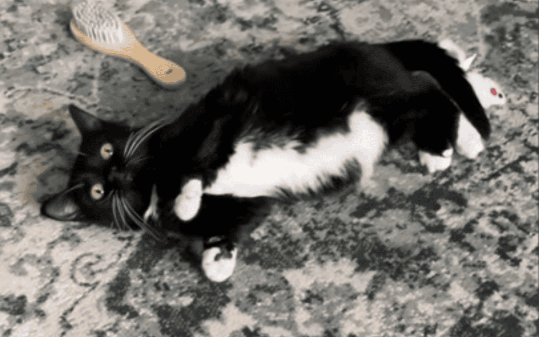 Meet Fig, the Adorable Cat Who Will Always Be Kitten-Sized - Animals ...
