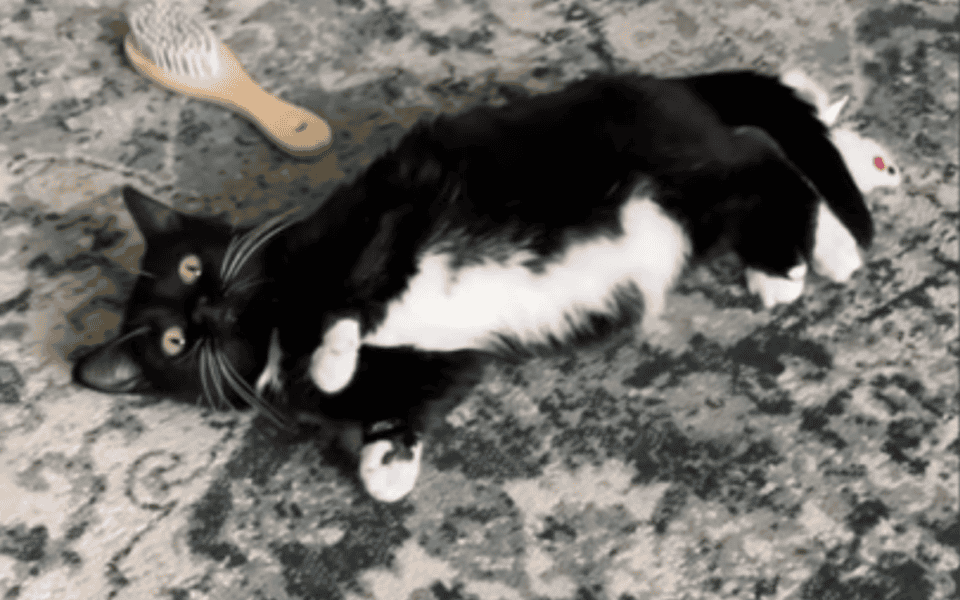 Meet Fig, the Adorable Cat Who Will Always Be Kitten-Sized - Animals ...