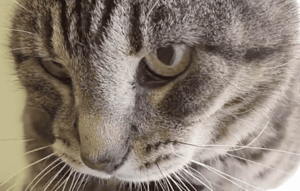 Cat Cries for Its Owner Who Just Passed Away - Animals Around The Globe
