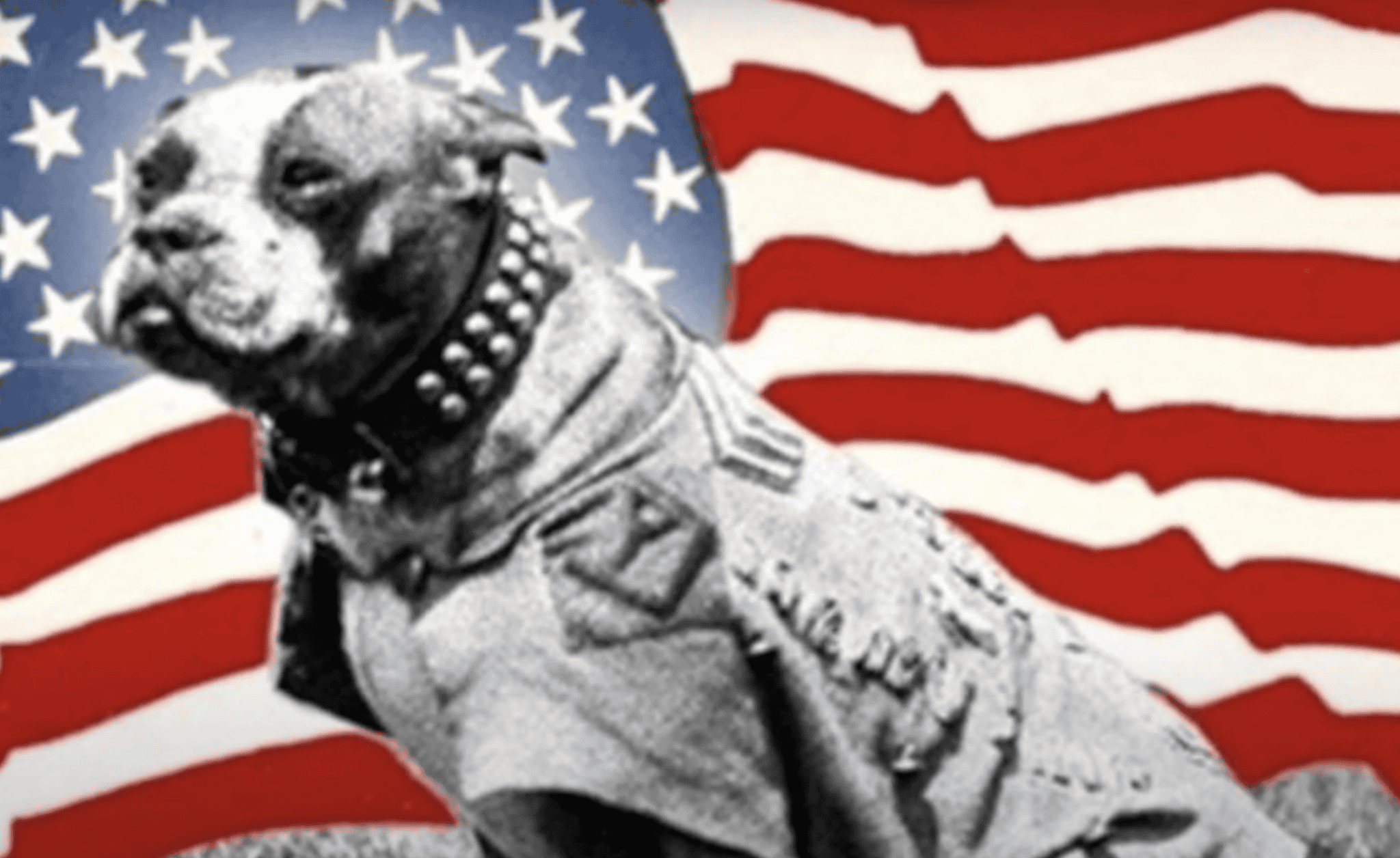 The Stray Dog Who Became The Most Decorated Animal in US Military ...