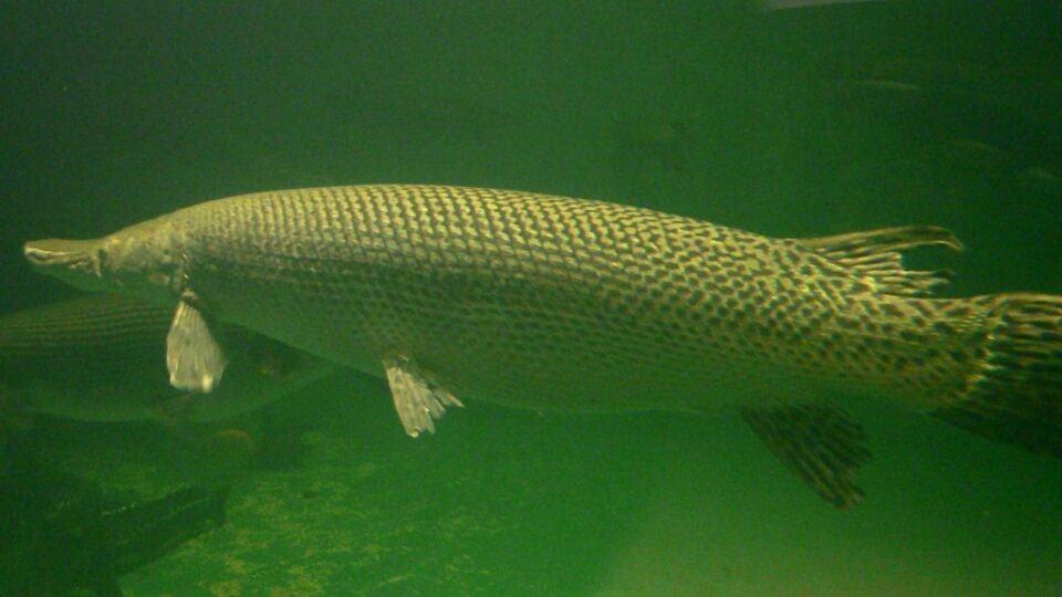The Alligator Gar That Swam With Dinosaurs 100 Million Years Ago