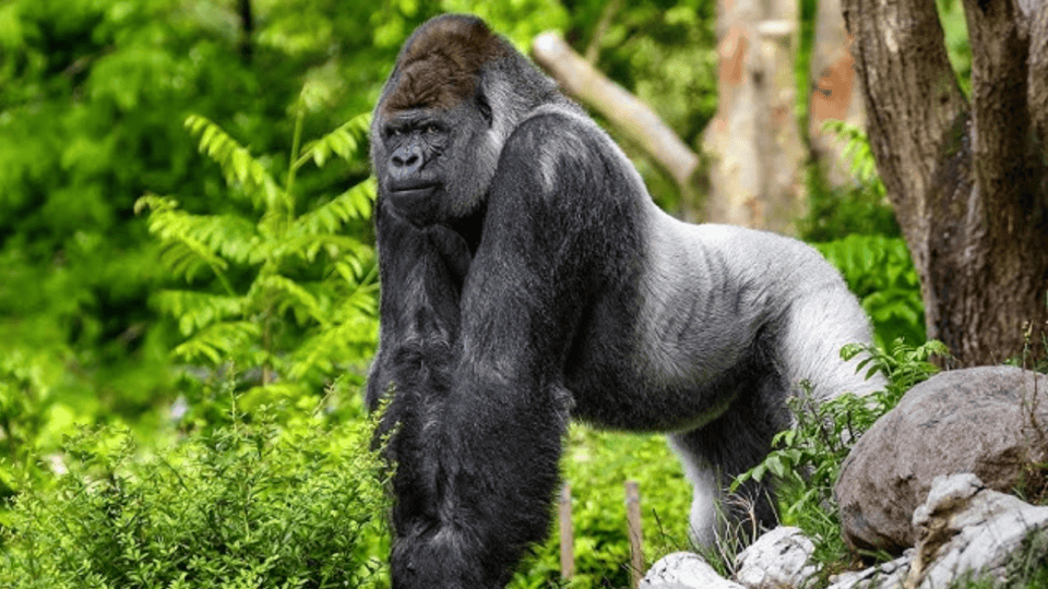 Why We Need to Save The Cross Gorilla, The Most Endangered Primate in ...