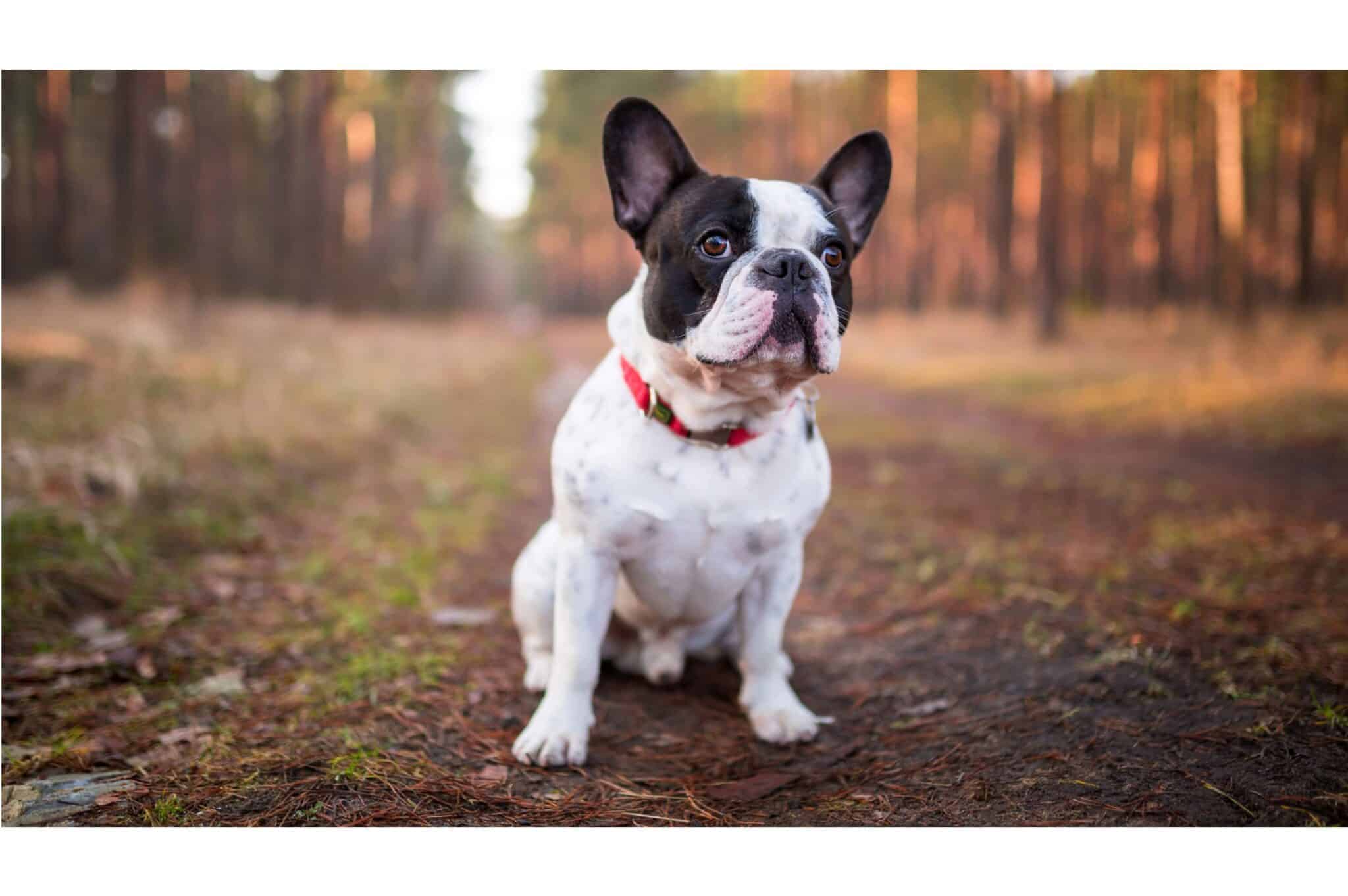 Top 12 Most Affectionate Dog Breeds to Own in America - Animals Around ...
