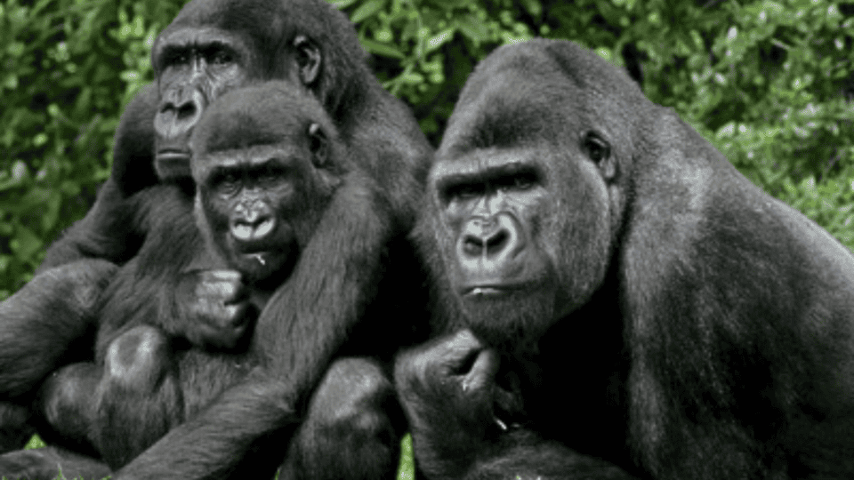 Gorilla Mating: A Look at Their Complex Social Structure and ...