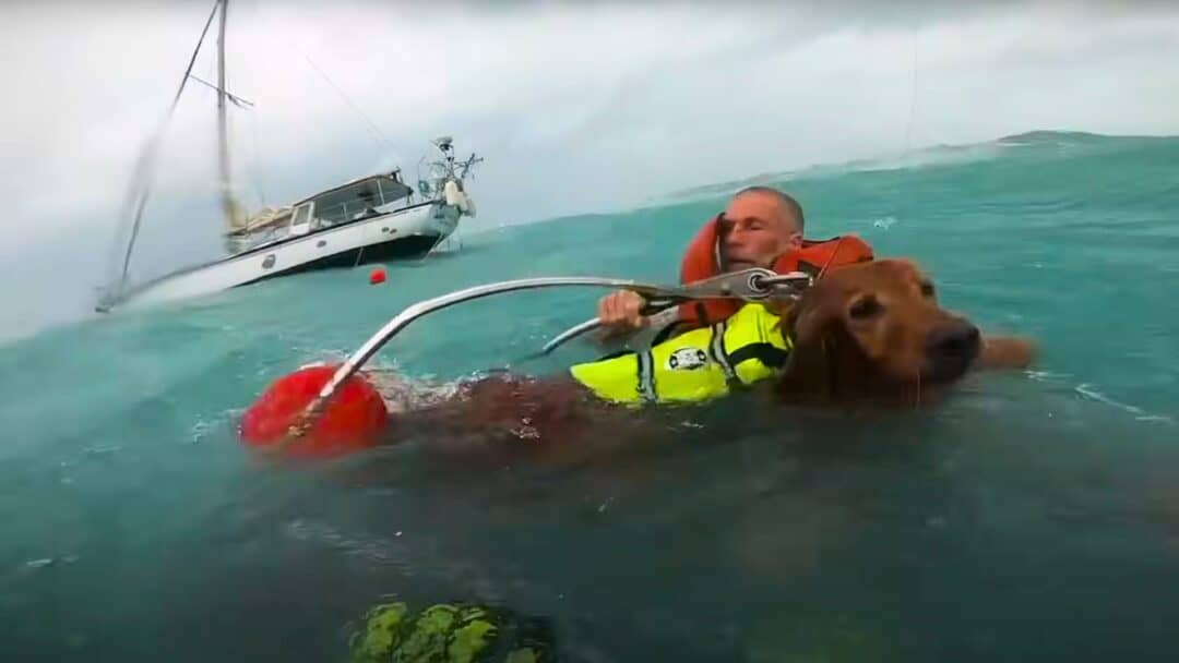 U.S. Coast Guard Rescues Man and His Dog From Sinking Sailboat During ...