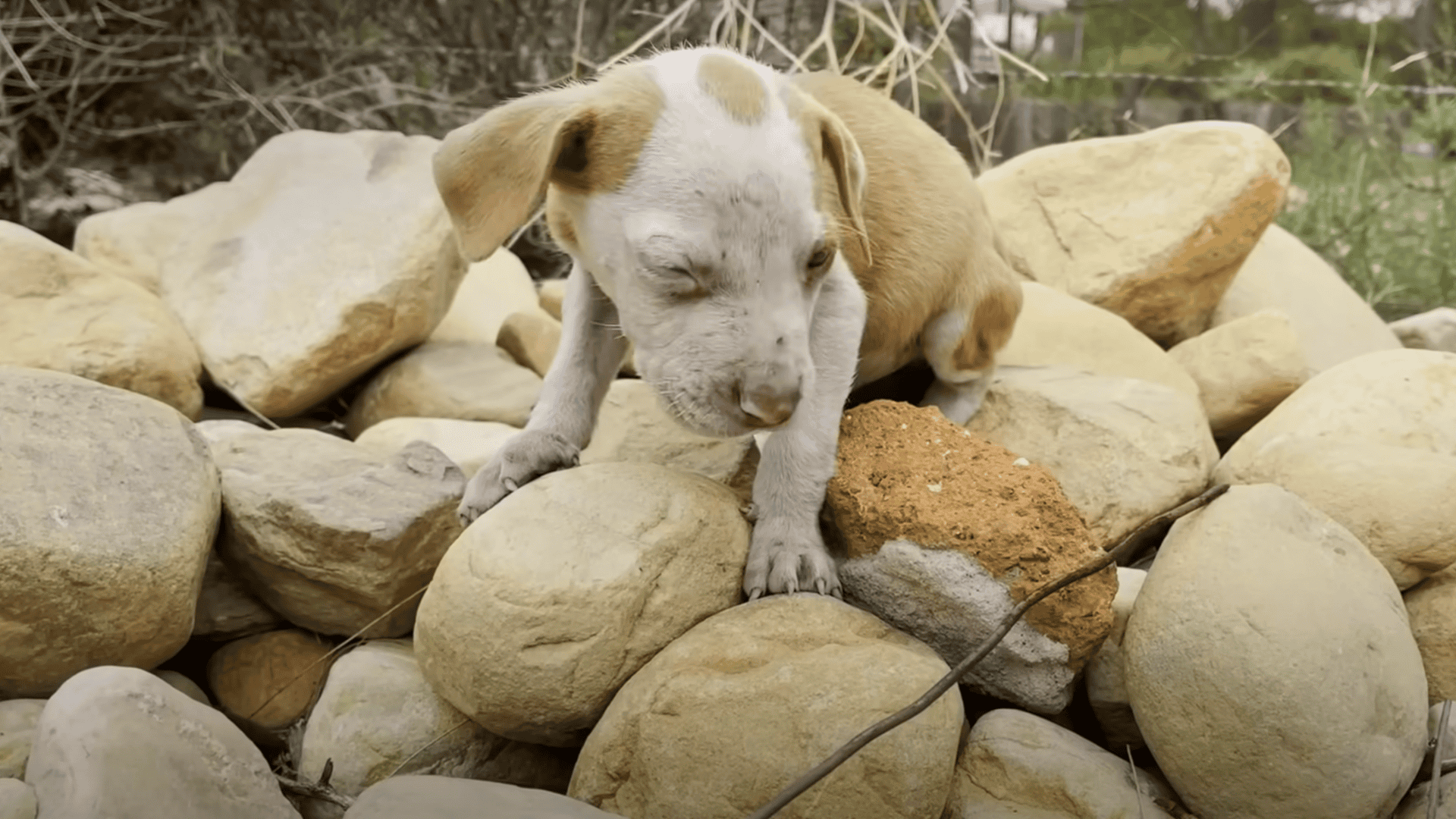 Puppy Who Couldn't Stop Shaking Loves Wrestling with a Cat - Animals ...