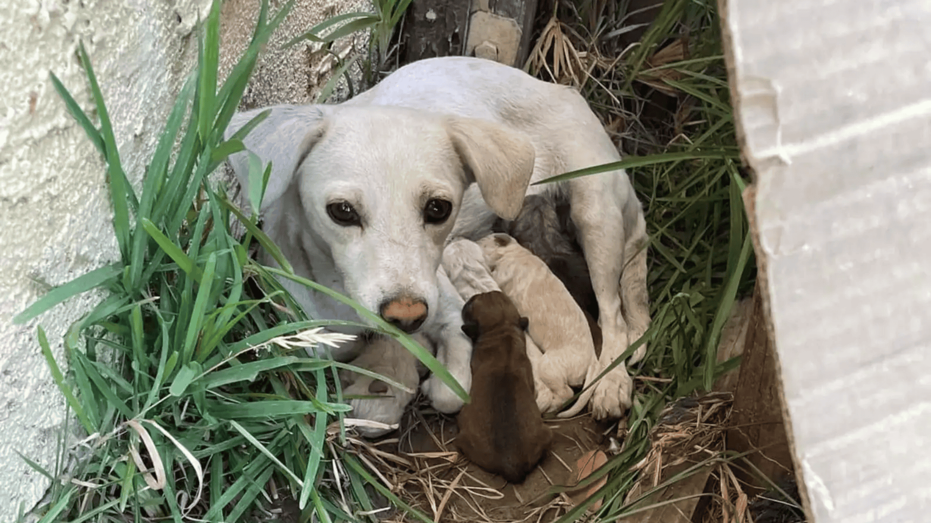 Rescuers Find Dog Hiding Under Bushes With An Adorable Secret - Animals ...